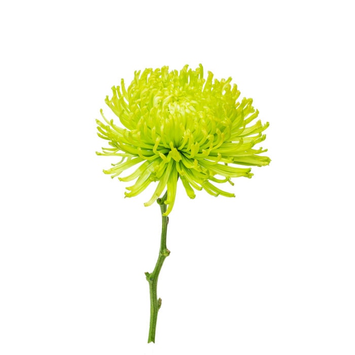 Chrysanthemum - Disbud Green - Boonta Flowers